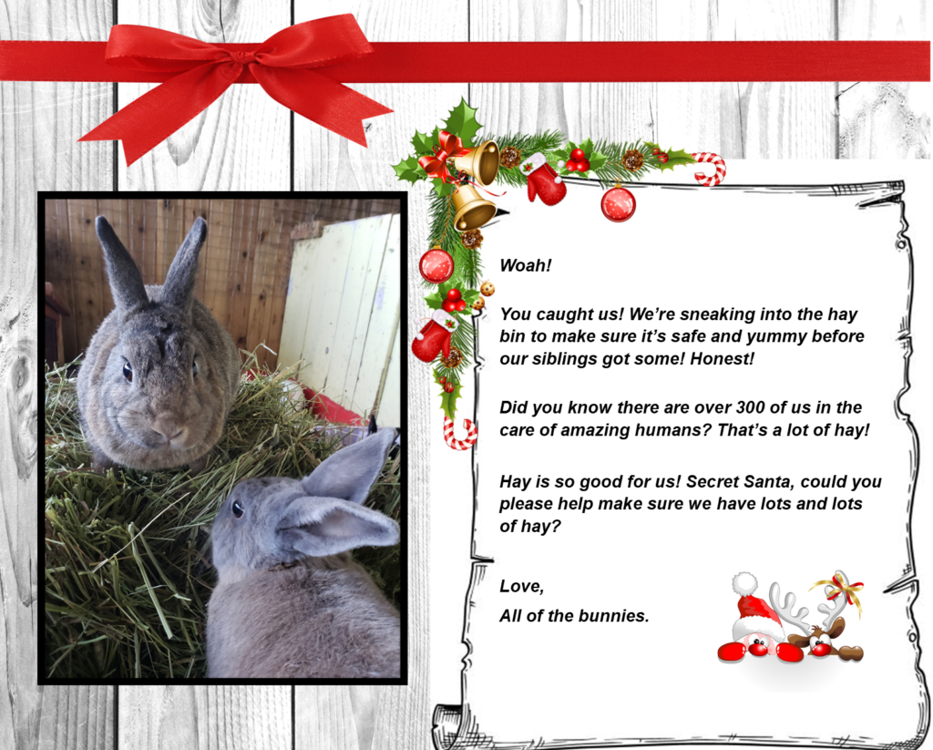 Letter to Santa - Rabbitats