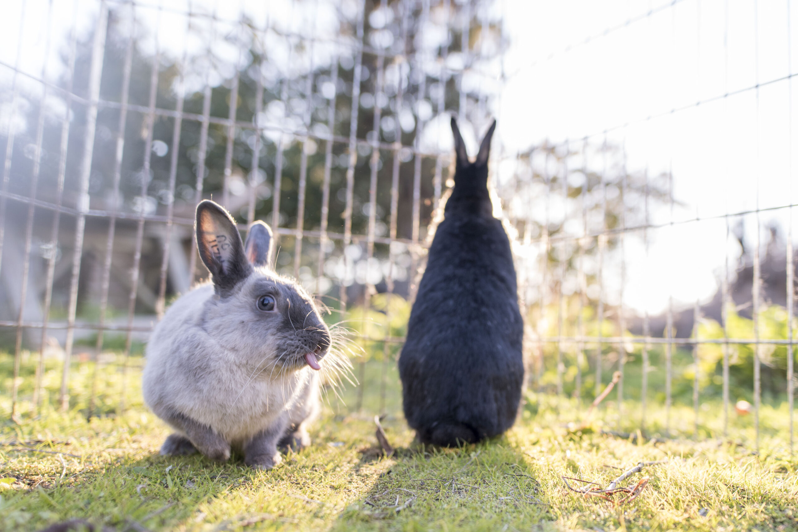 Spay, Neuter, Save Lives: Responsible Rabbit Care - Rabbitats