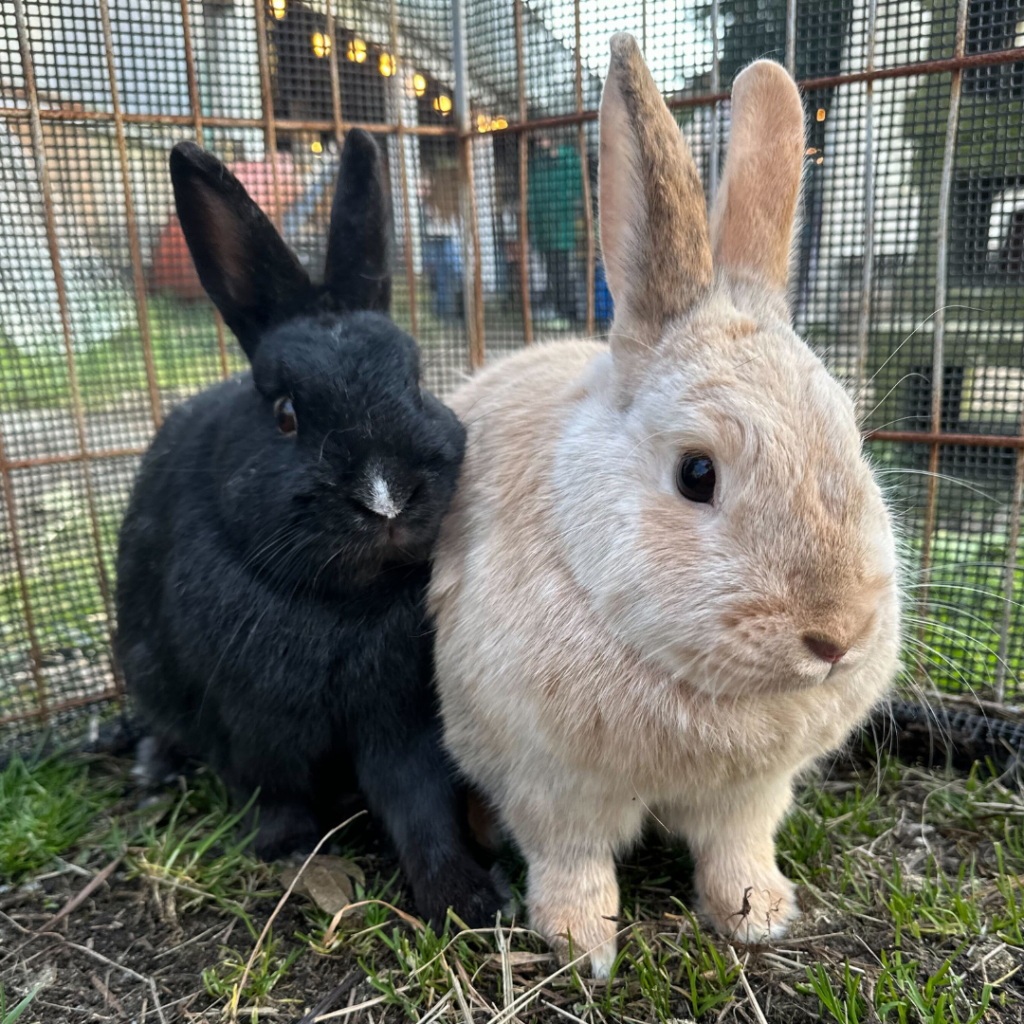 Richmond, BC Residents - Please Fill Out This 5 Minute Survey! - Rabbitats