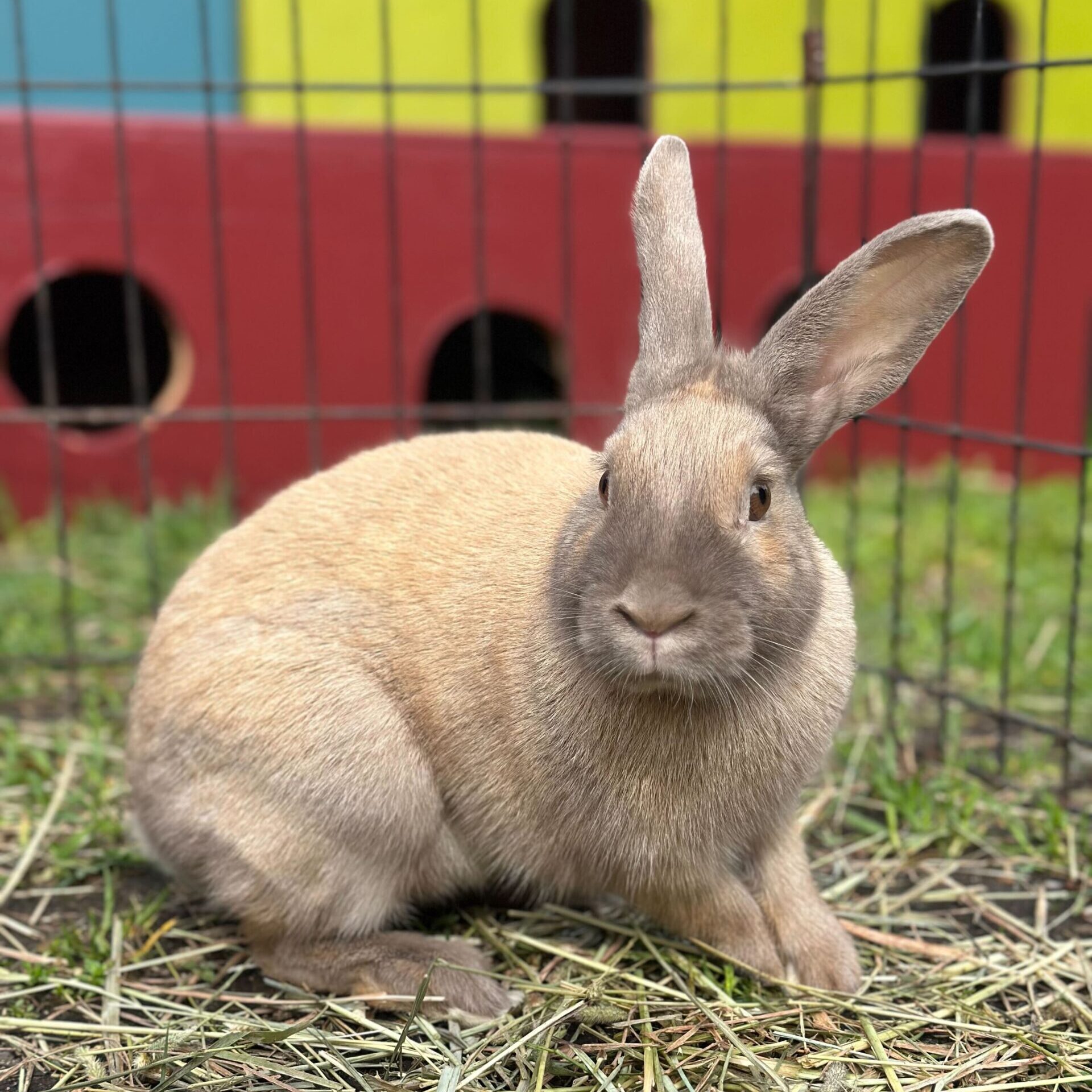 Backyard Bunnies - Rabbitats