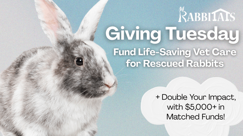 Giving Tuesday Starts Early: Fund Life-Saving Vet Care for Rescued ...